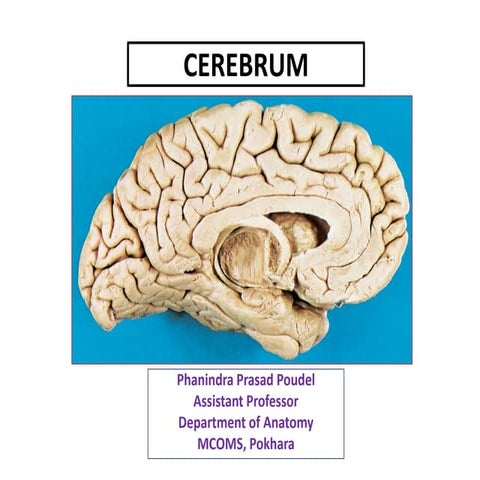 Cerebrum Central Nervous System -PP Poudel.pdf