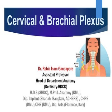 Cervical & Brachial Plexus By Dr. RIG.pptx