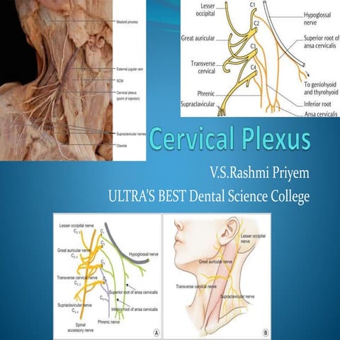 Cervical Plexus Cervical Plexus | Formation, Branches, Communicating