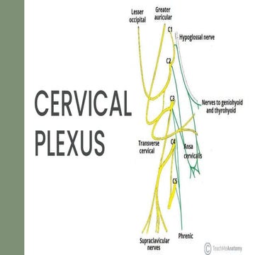 Cervicalplexus anatomy mbbs .final..pptx | Death, Injury, or Military ...