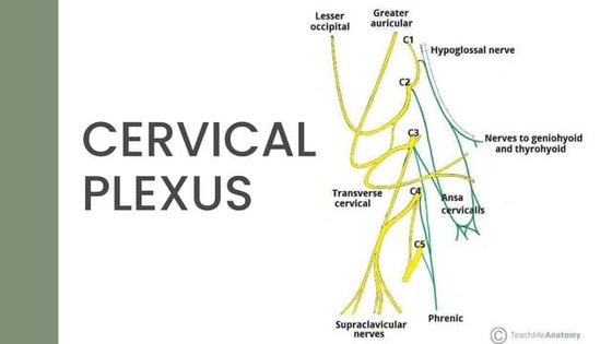 cervical_pl exus.pptx
