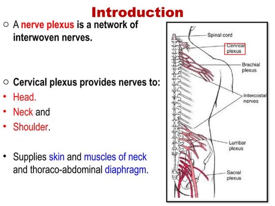 Cervical Plexus | PPT