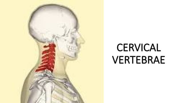 Fish vertebral column | PPTX