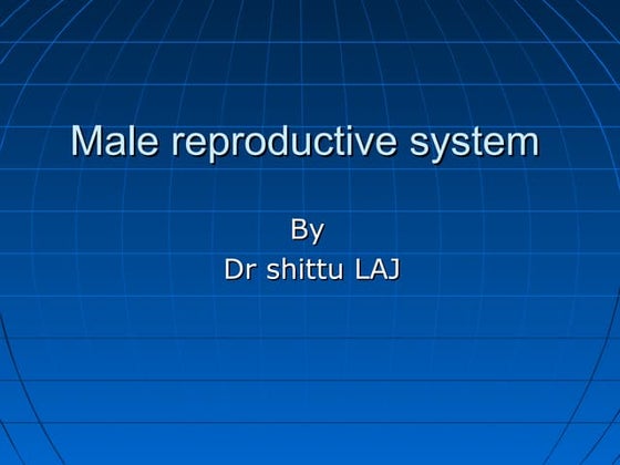 Anatomy of male external genitalia | PPT