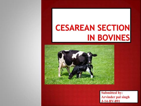 CASTRATION AND ITS TYPES IN VETERINARY ANIMALS | PPT