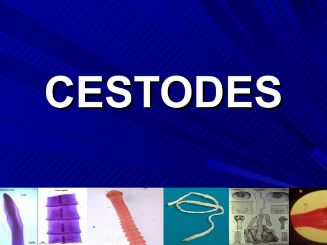 Cestodes | PPTX
