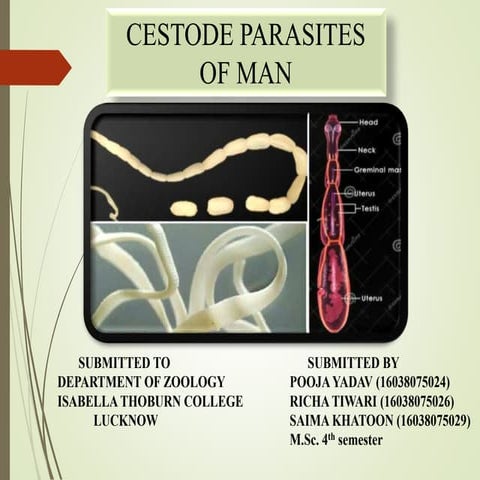 Cestodes In Humans