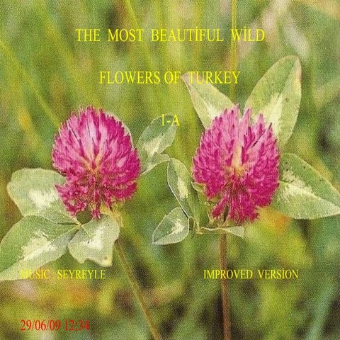 The Most Beautiful Wild Flowers of Turkey 1-A.pps