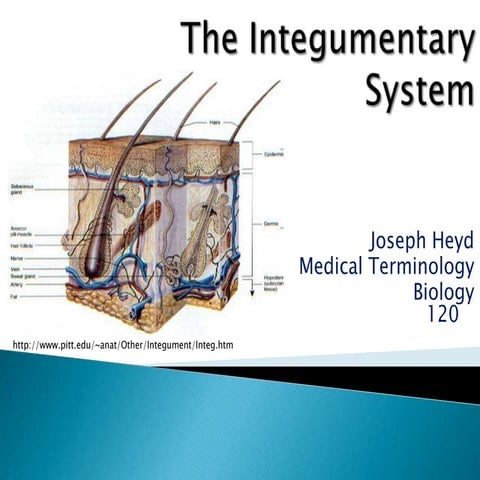 The Integumentary System | PPT