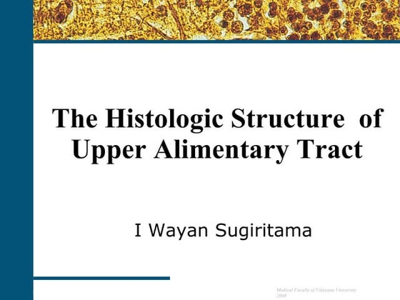 Animal Digestive System | PPTX