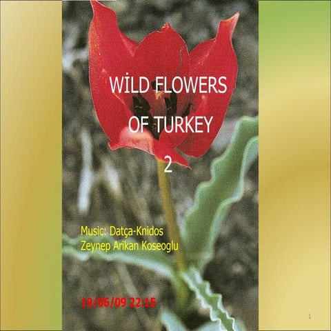 The Most Beautiful Wild Flowers of Turkey 1-A.pps