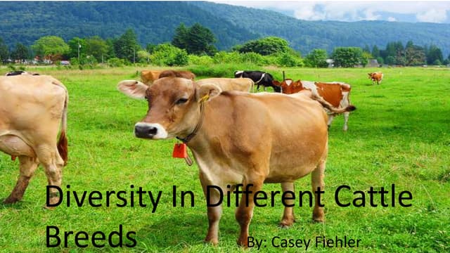 Dairy cattle breeds | PDF
