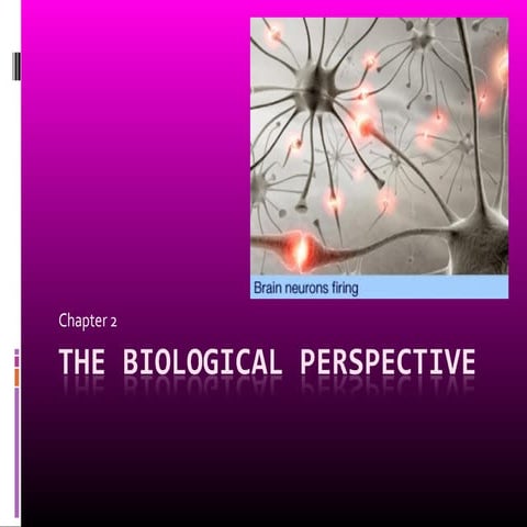 Ch. 2 -_the_biological_perspective | PPT