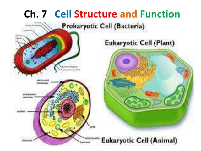 Cambridge IGCSE Biology Cells Structures & Functions.pptx | Biological Sciences | Science