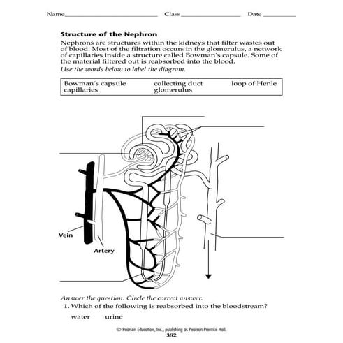 Ch. 38 Nephron structure labelling ws | PDF