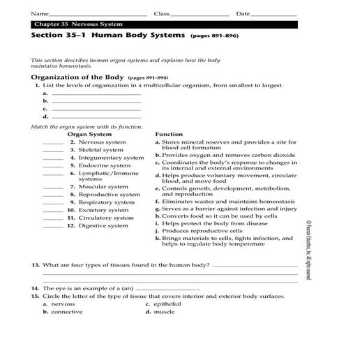 Comparative Anatomy Written Lab Bones | PDF