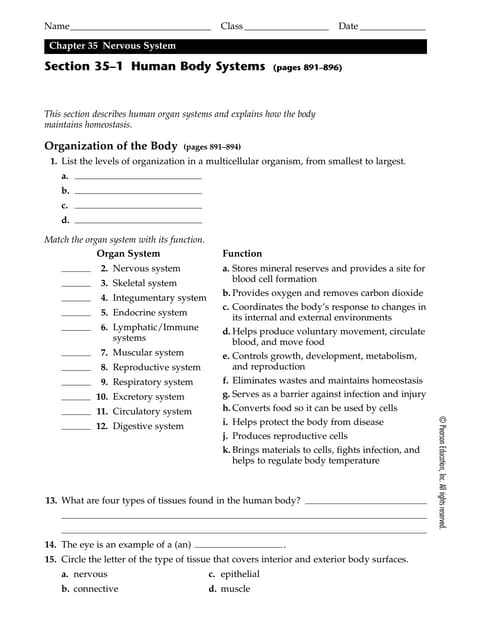 Ch. 35.1 human body systems ws Answers | PDF