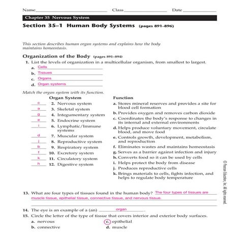 Body Systems Worksheets Answers