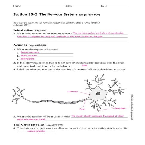 Ch. 35 nervous system ws Answers | PDF
