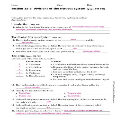 Ch. 35 divisions of nervous ws Answers | PDF