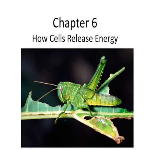Ch. 6 cellular respiration blank sp 2018 | PPTX