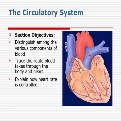 Circulation[1] | PPT