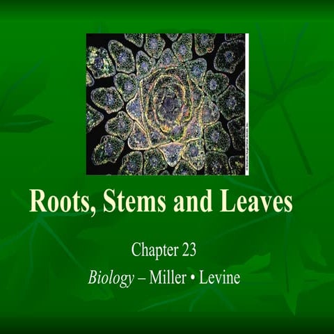The structure of roots, stems and leaves | PPTX