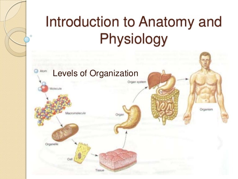 ch-27-levels-of-organization