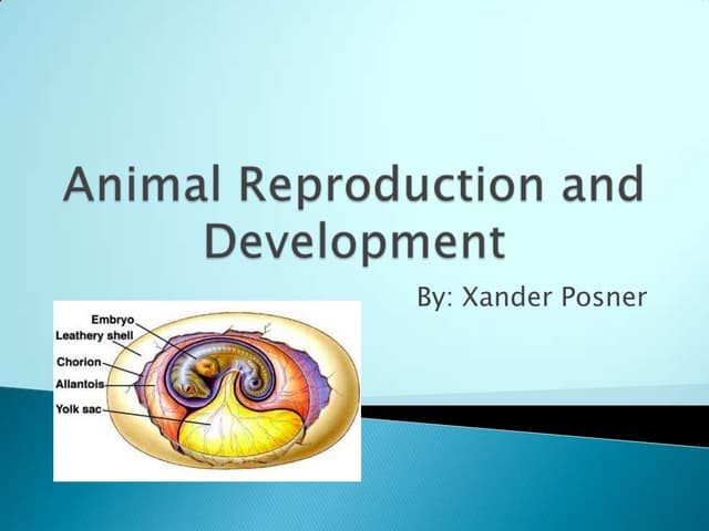 Animal reproduction | PPTX