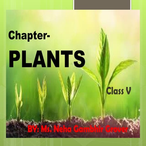 Plants , class V | PDF