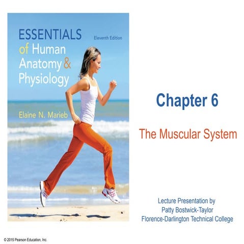 muscular system (ANATOM AND PHYSIOLOGY).pdf