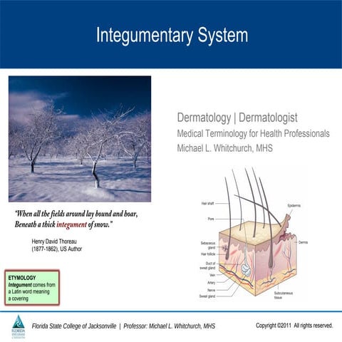 Integumentary System | PPT
