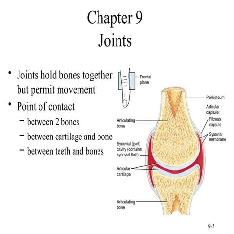 THE HUMAN JOINTS (HUMAN ANATOMY SLIDE SHOW) | PPTX