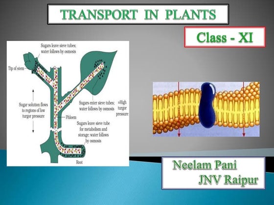 Transport_Systems_in_Plants for the 8th grade.pptx