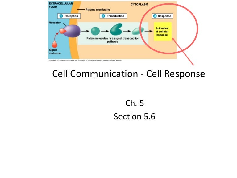 AP Biology Cell Communication part 4 cell response