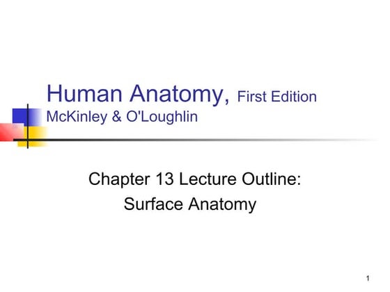 Introduction to 206 bones of the human body | PPTX