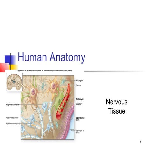 Ch14 nervous tissue | PPT