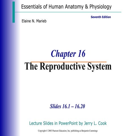 Male Reproductive System | PPT