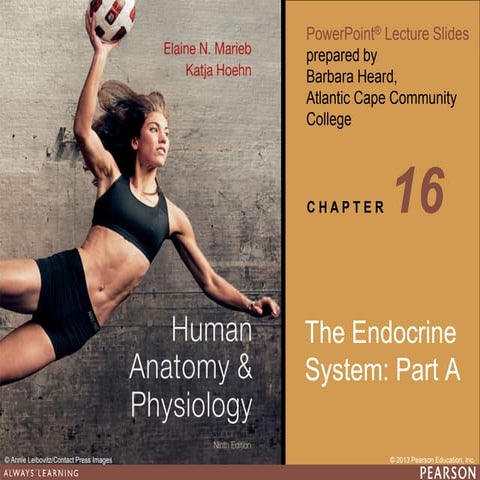 HUMAN ANATOMY AND PHYSIOLOGY: THE ENDOCRINE SYSTEM | PPT