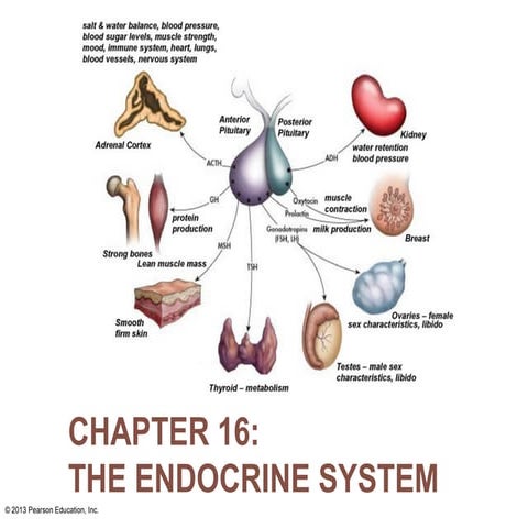 Ch 16_lecture pt a_sp2014 | PPT