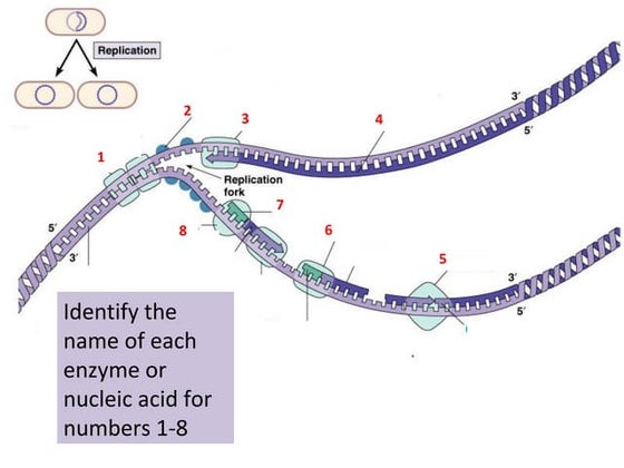 Protein Synthesis Worksheet for Grade 10 | DOCX