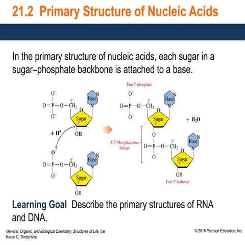CH_21_2_Primary_Structure_Nucleic_Acids_5th_ed.pptx