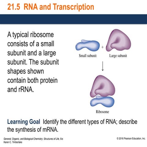 CH_21_5_RNA_Transcription_ 5th _ed.pptx