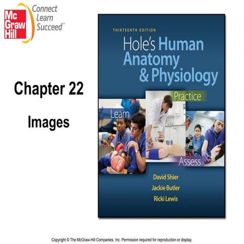 Chapter 22: Reproductive Systems Hole's Human Anatomy and Physiology | PPT