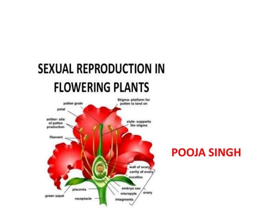 Botany of maize | PPT