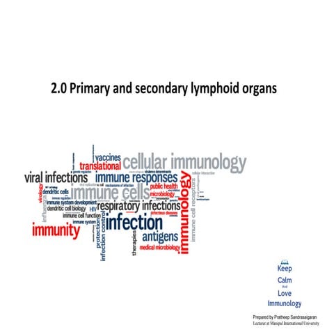 Primary and secondary lymphoid organs | PPT