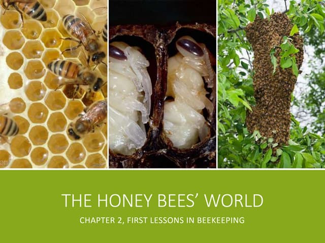 Bee biology and communication.pptx