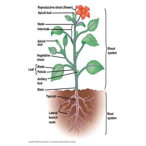 Anatomy of Vascular Plants and land plants.ppt