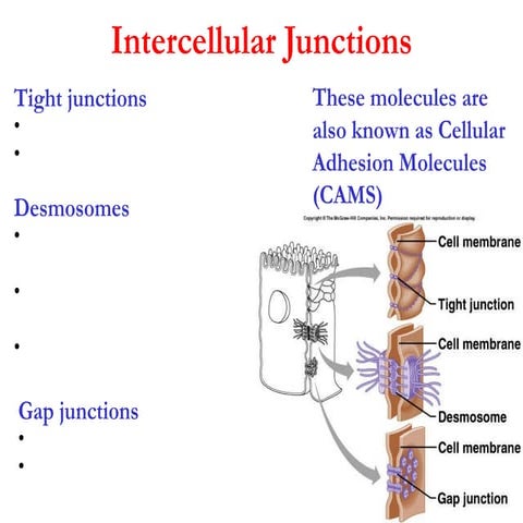 Ch3 cell biology lecture pt b (webb) nov 2010[1] | PPT