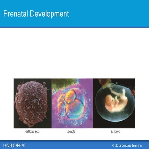 human development | PPT